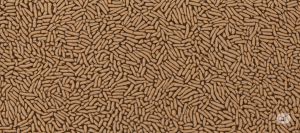 What Does Squirrel Poop Look Like? (Photo Guide) | Squirrelsinfo